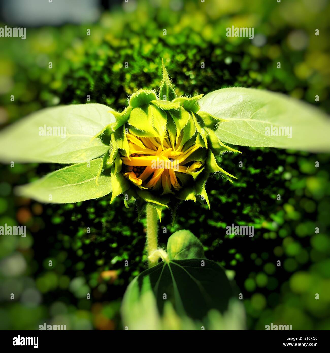 Bud sunflower hi-res stock photography and images - Alamy