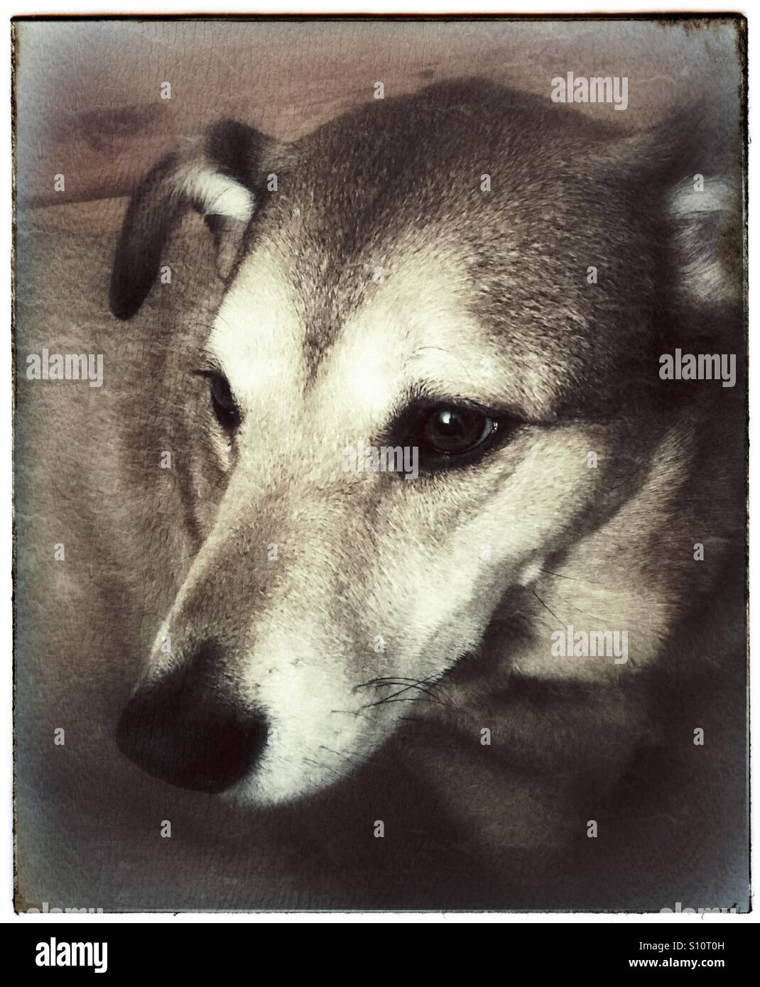 Max The Dog High Resolution Stock Photography and Images - Alamy