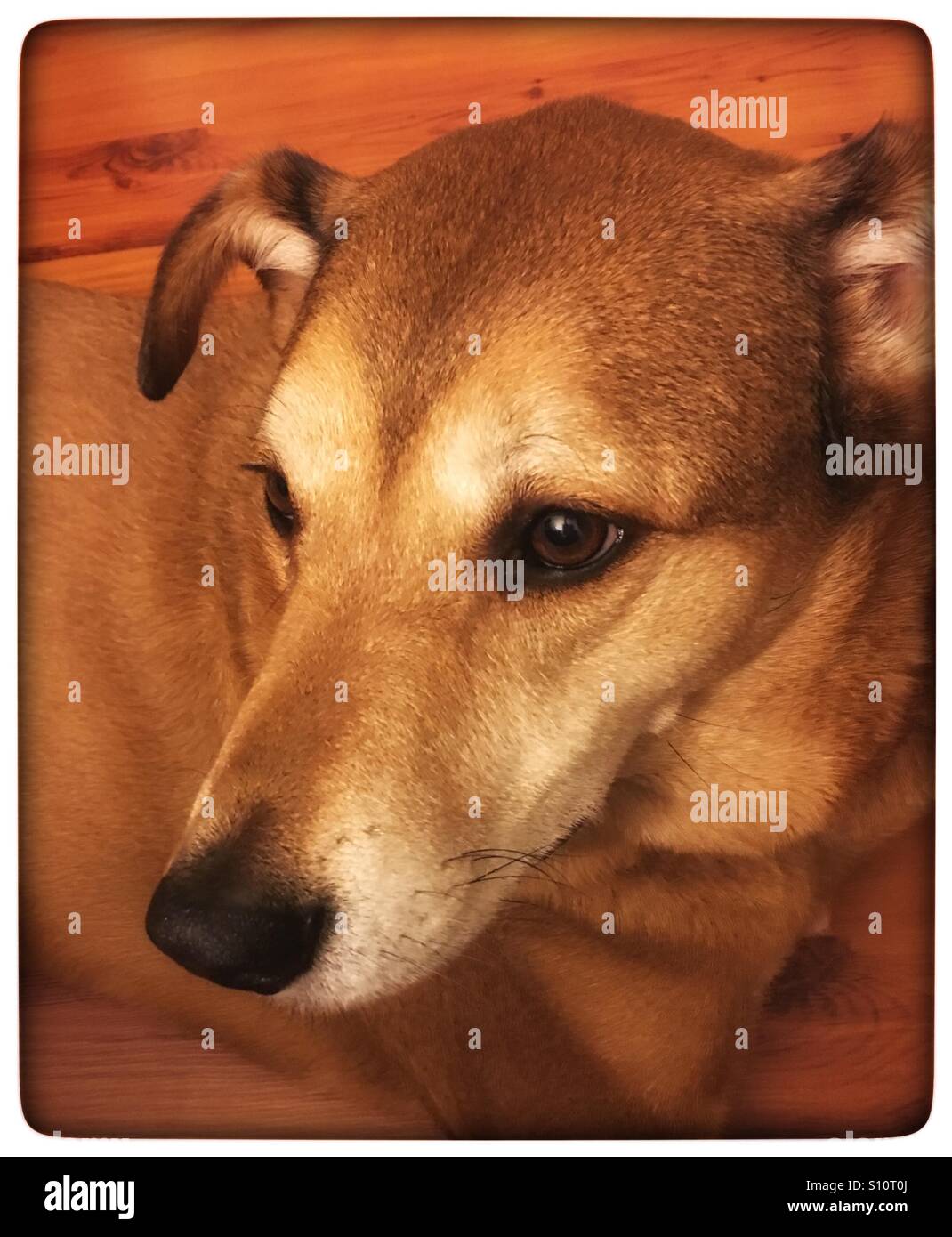 Dog face hi-res stock photography and images - Alamy