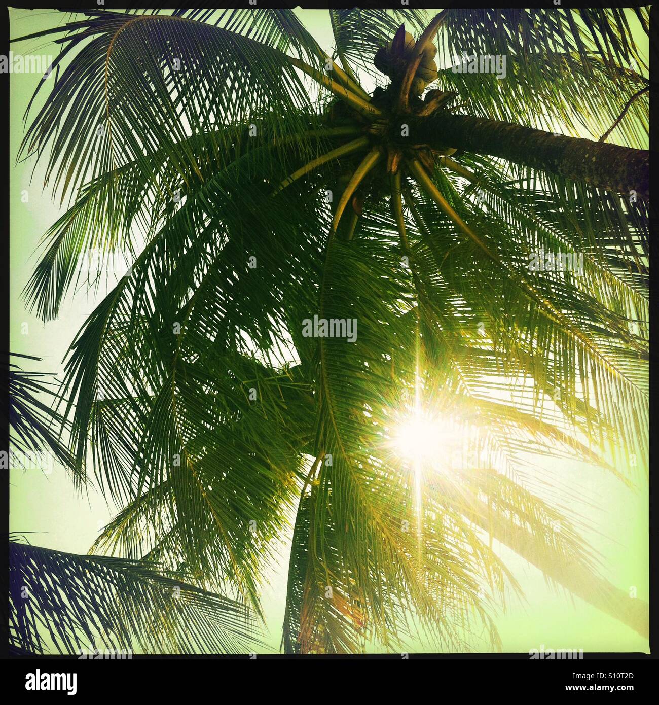 Tropical beach palms palawan philippines hi-res stock photography and ...