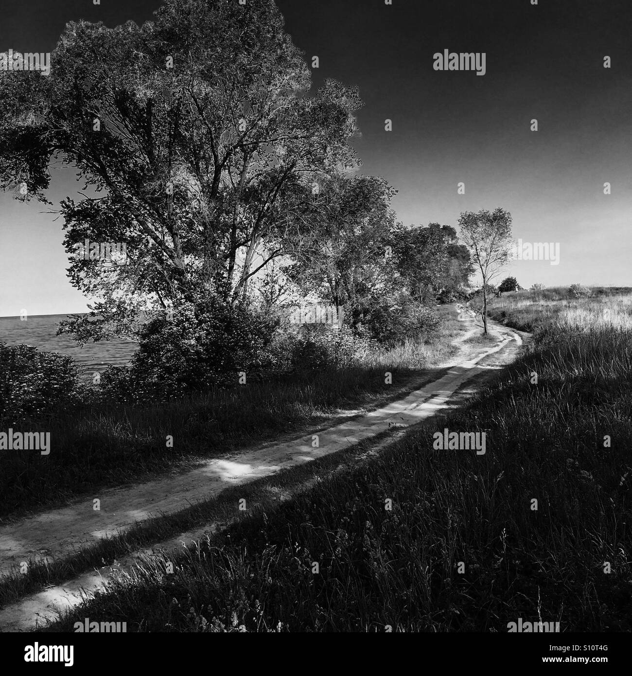 Tress by road hi-res stock photography and images - Alamy