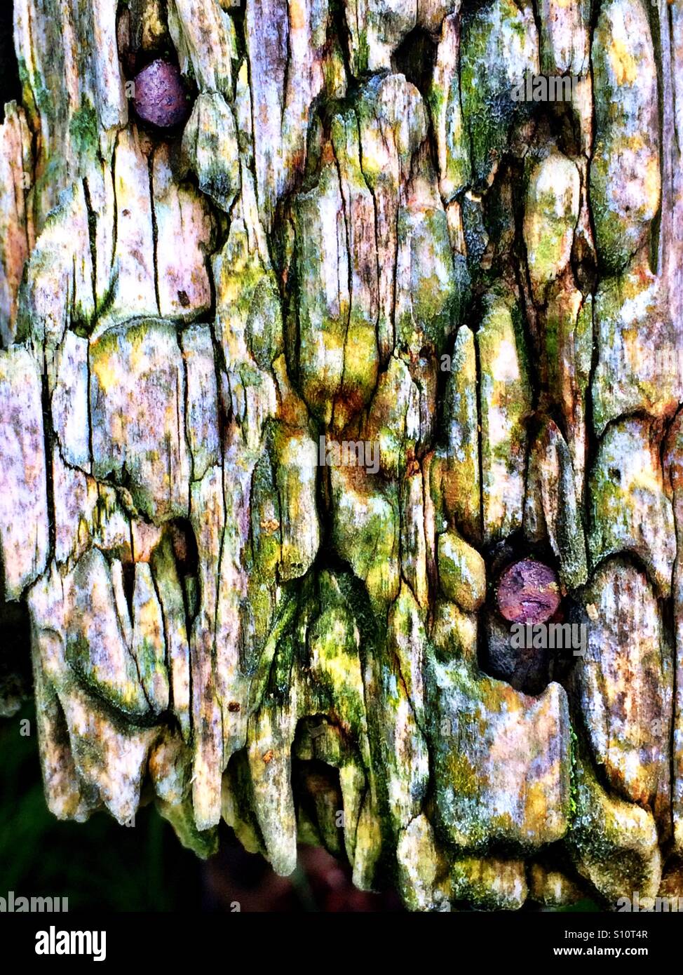 Decaying wood texture hi-res stock photography and images - Alamy