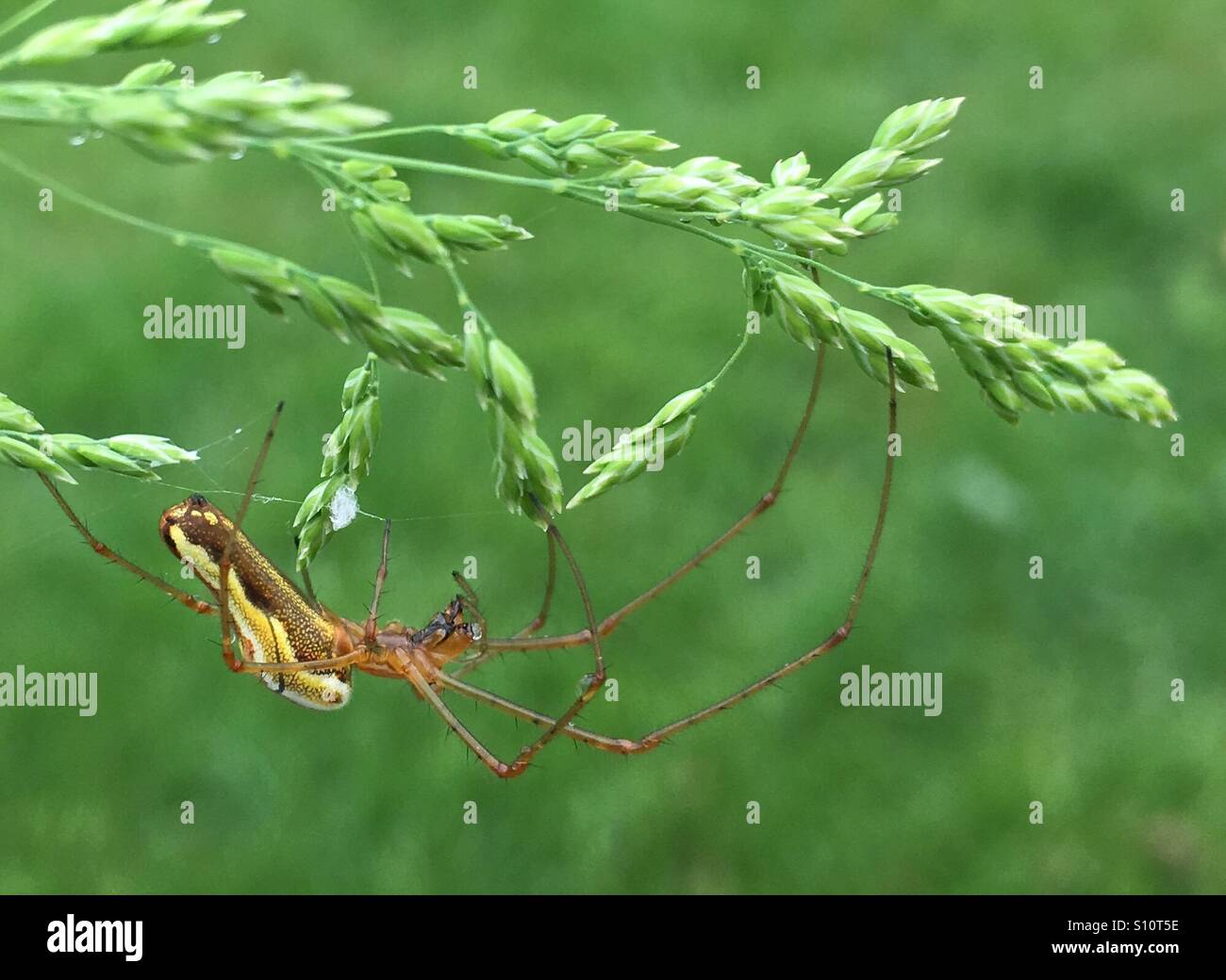 Marsh Spider High Resolution Stock Photography and Images - Alamy