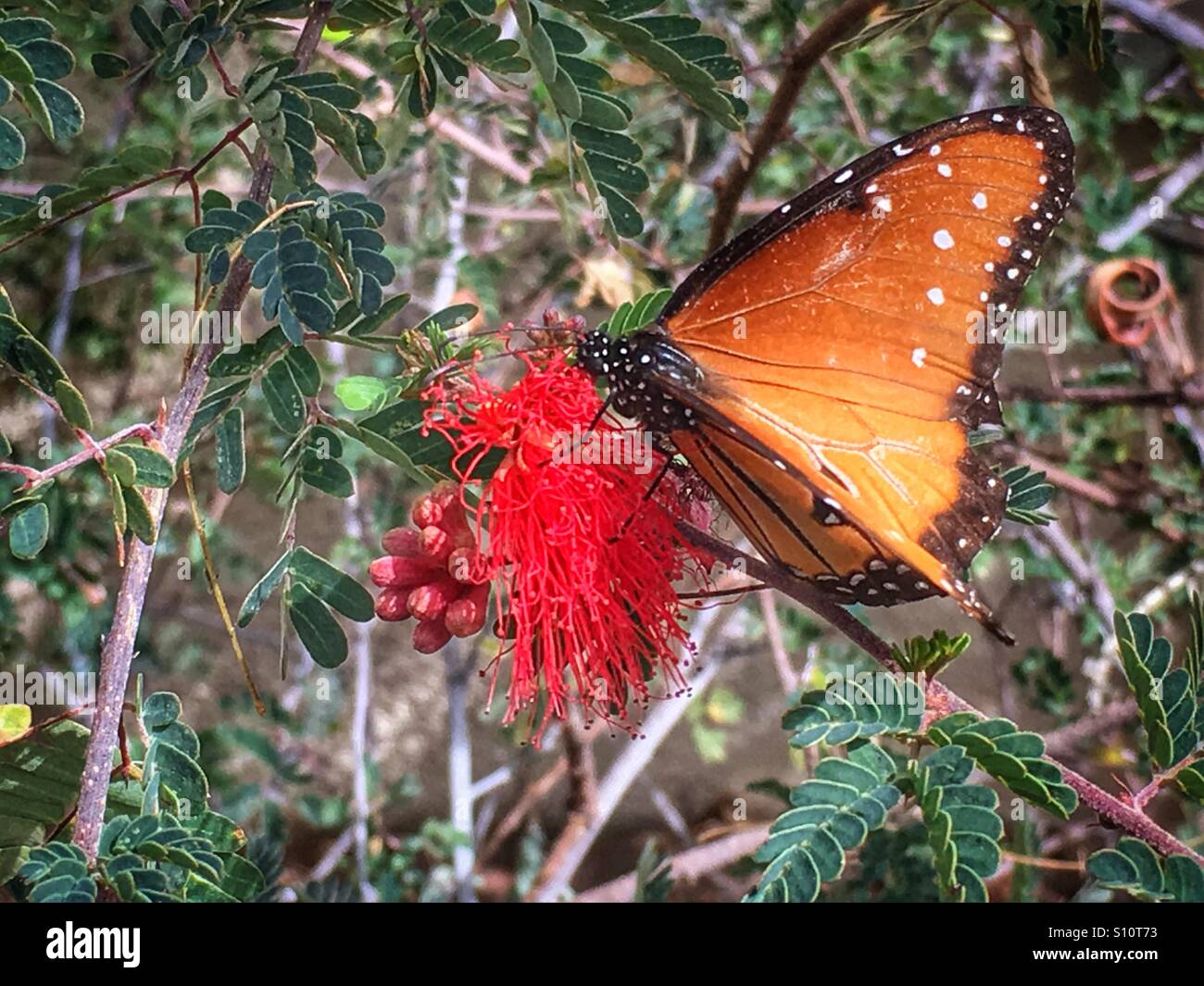 Red orange butterfly hi-res stock photography and images - Alamy