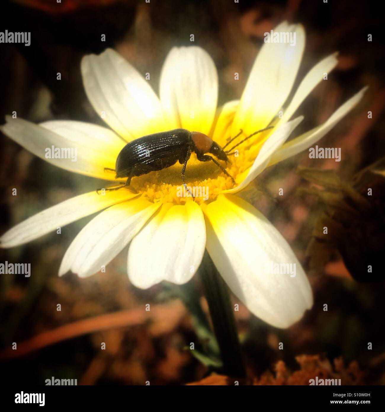 A beetle licks on a daisy flower in Prado del Rey, Sierra de Cadiz ...