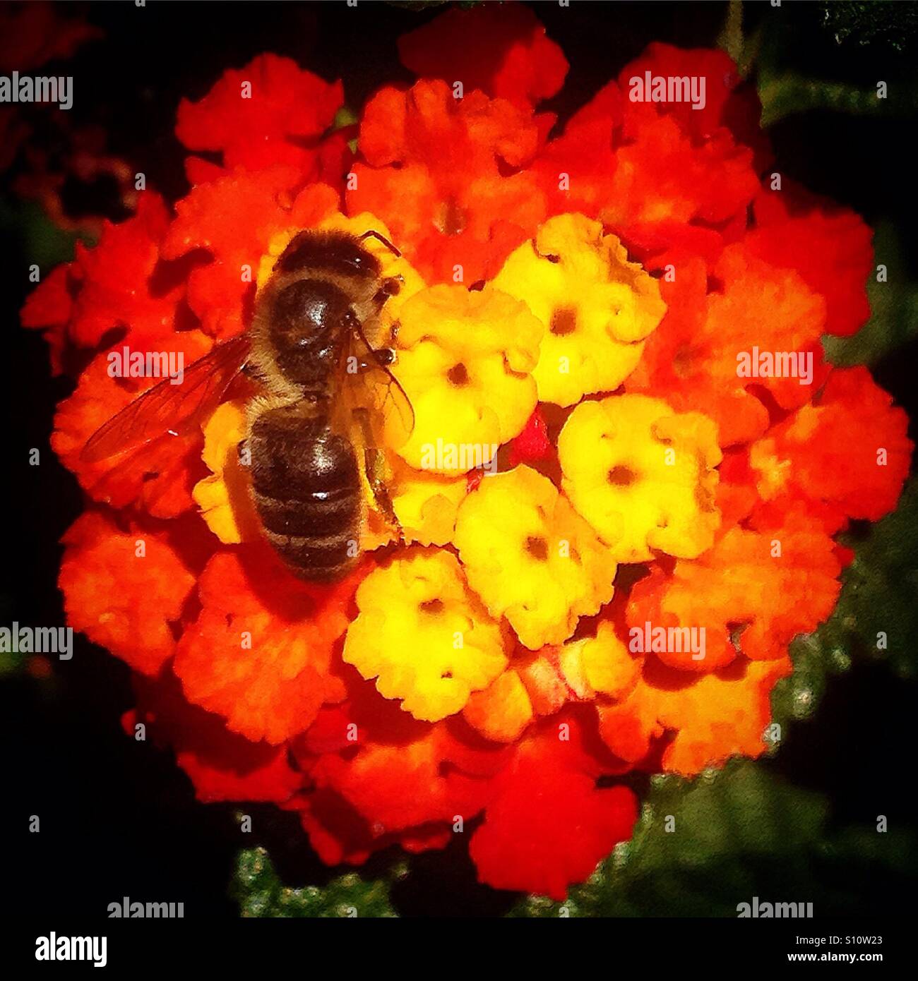 Insecto de color rojo hi-res stock photography and images - Alamy