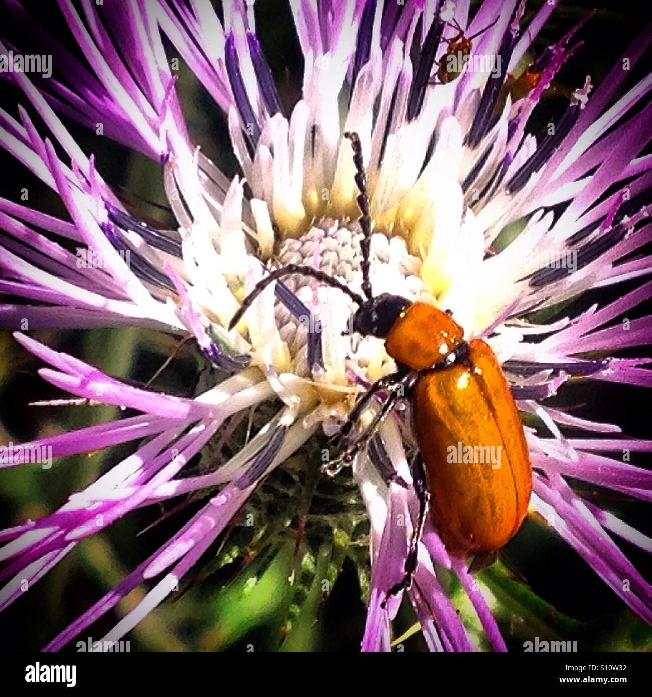 A red beetle eats nectar from a flower in El Gastor, Sierra de Cadiz ...