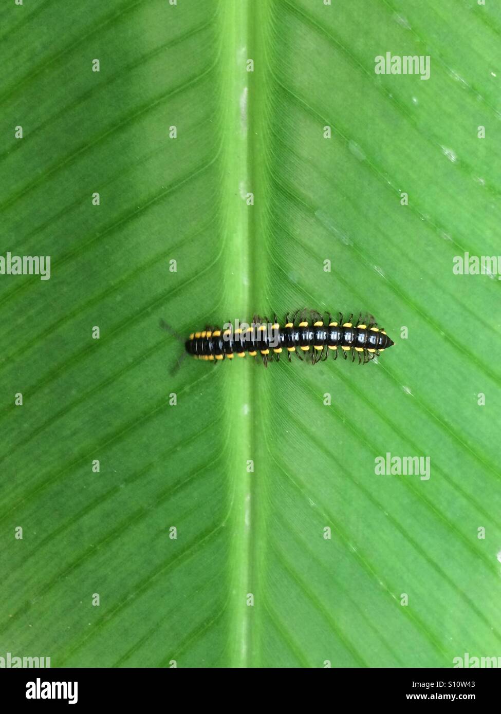 Caterpillar colors hi-res stock photography and images - Alamy