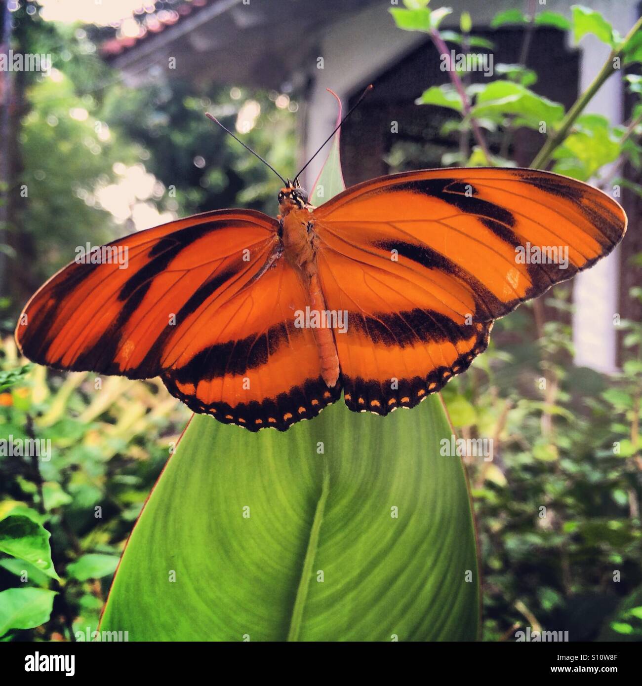 Tropical Insects Stock Photos & Tropical Insects Stock Images - Alamy