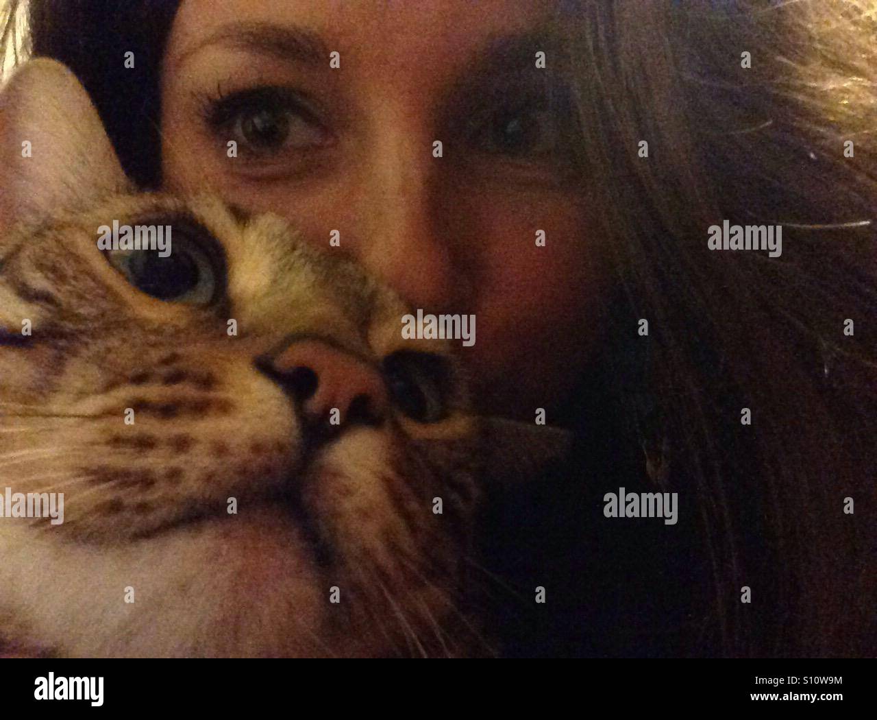 Kiss cat hi-res stock photography and images - Alamy