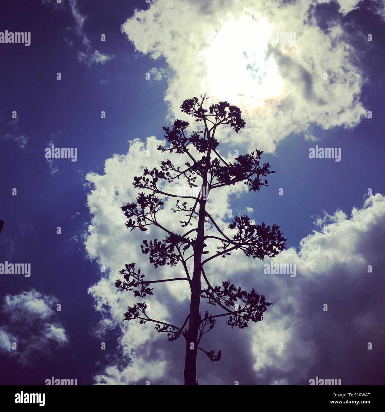 Singular Tree High Resolution Stock Photography and Images - Alamy