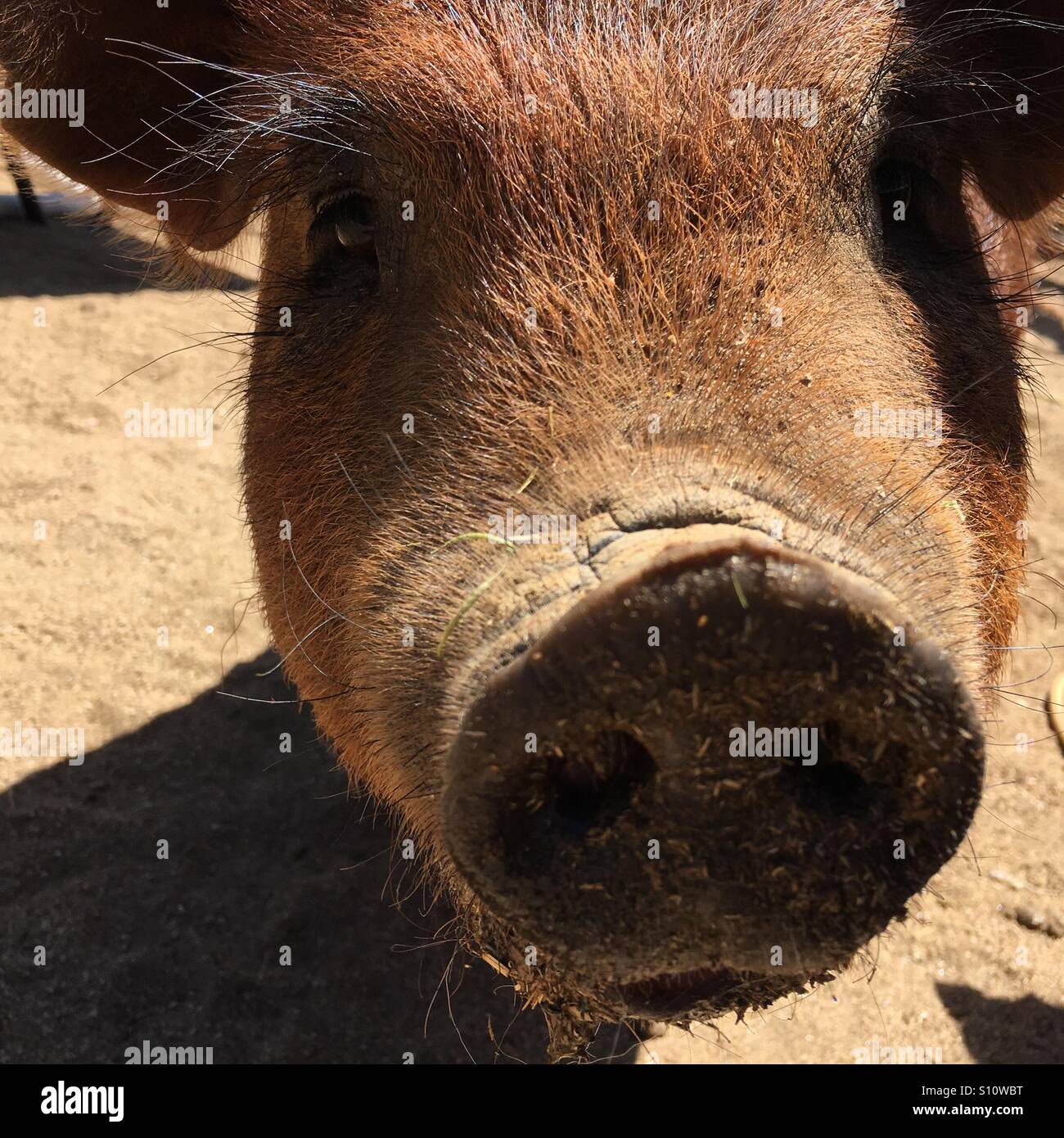 Pot belly hi-res stock photography and images - Alamy