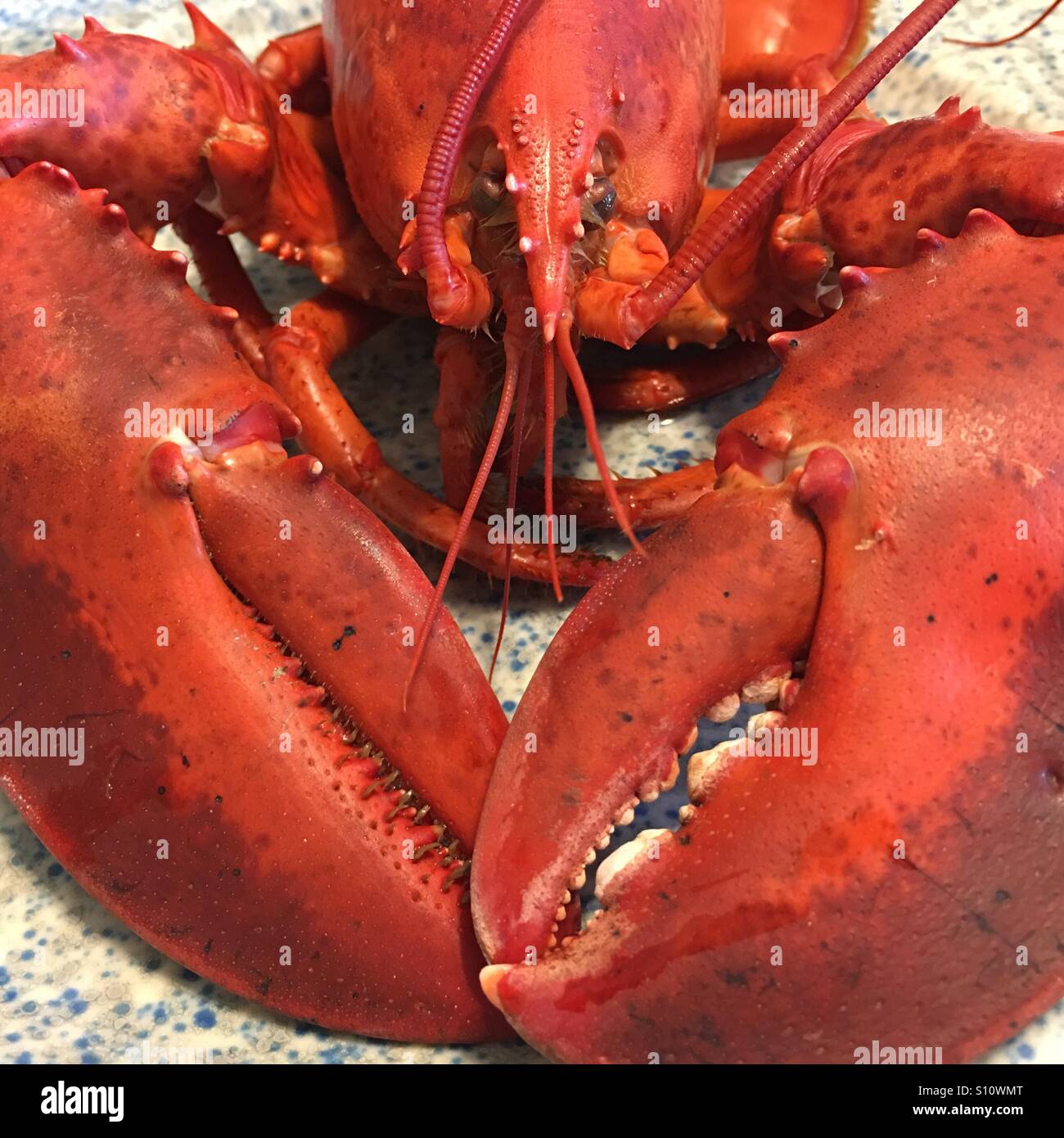 Cooked American lobster Stock Photo - Alamy