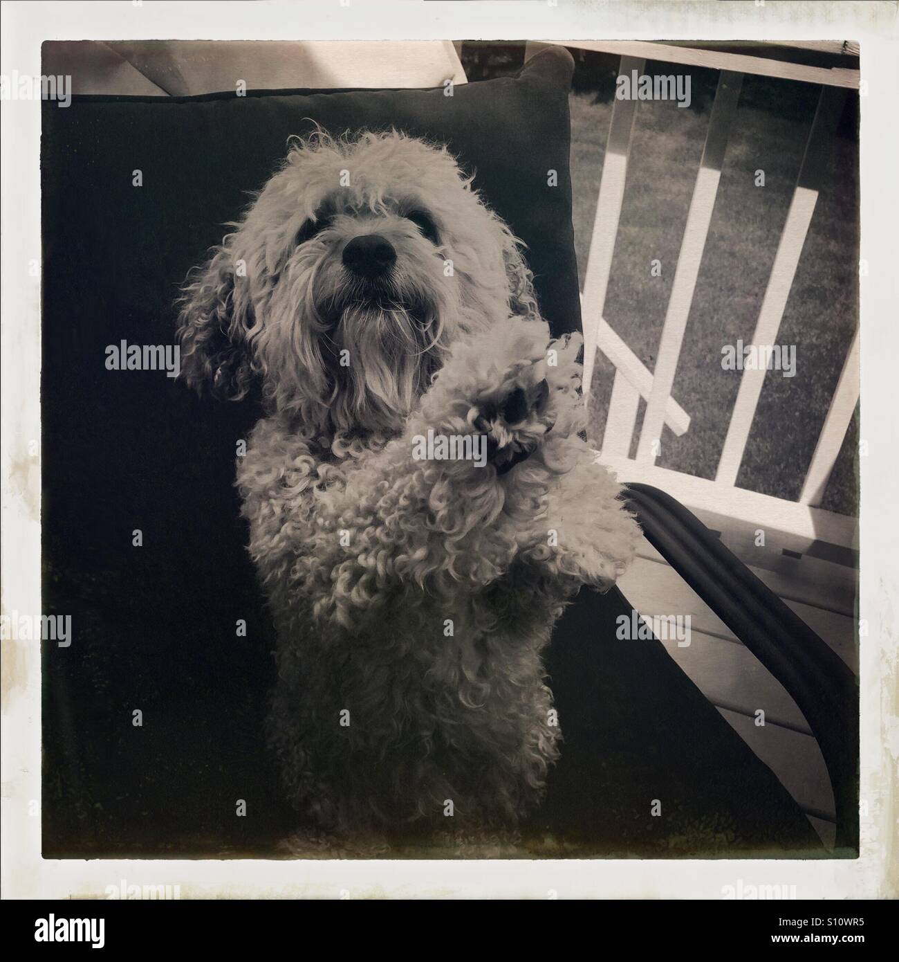 Cute curly haired Cockapoo dog sitting up begging Stock Photo - Alamy