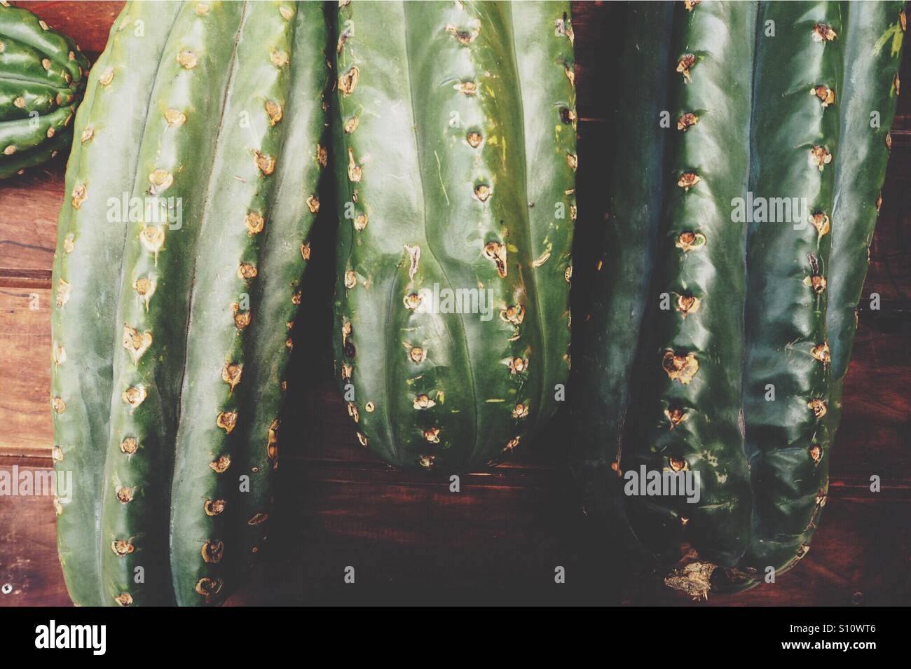 San Pedro cactus, otherwise known as Wachuma - the sacred plant ...
