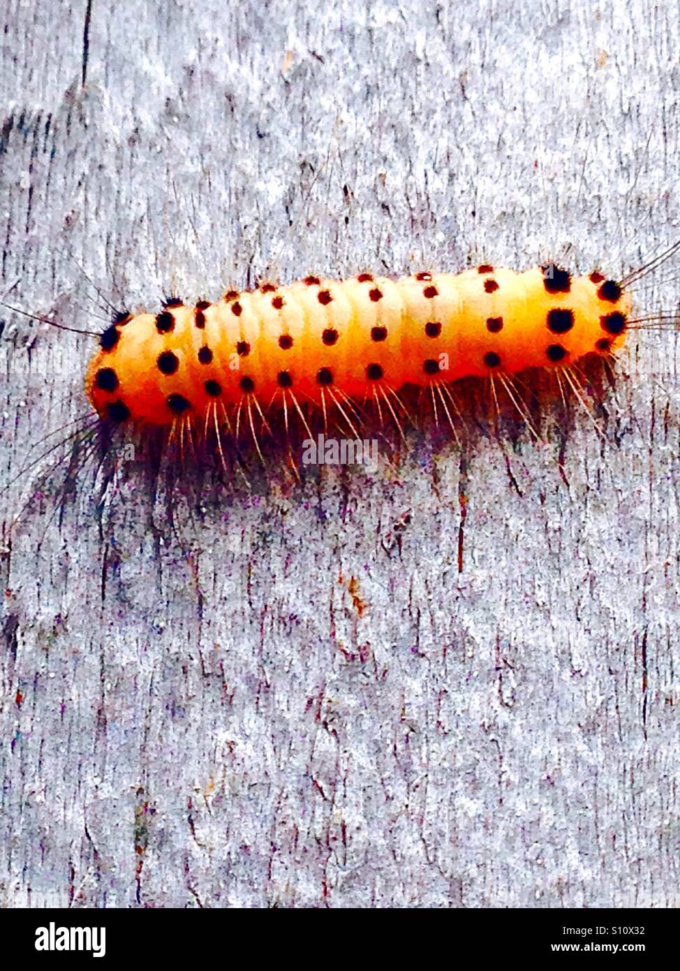 Black and yellow spotted caterpillar hi-res stock photography and ...