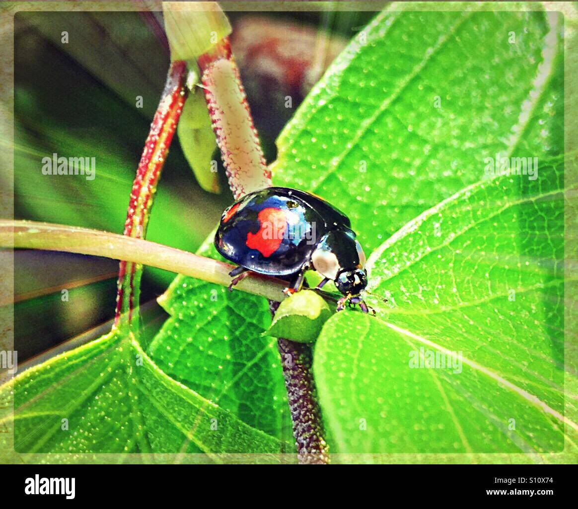 ..I am the new one..., an asian bug... exotic! Stock Photo - Alamy