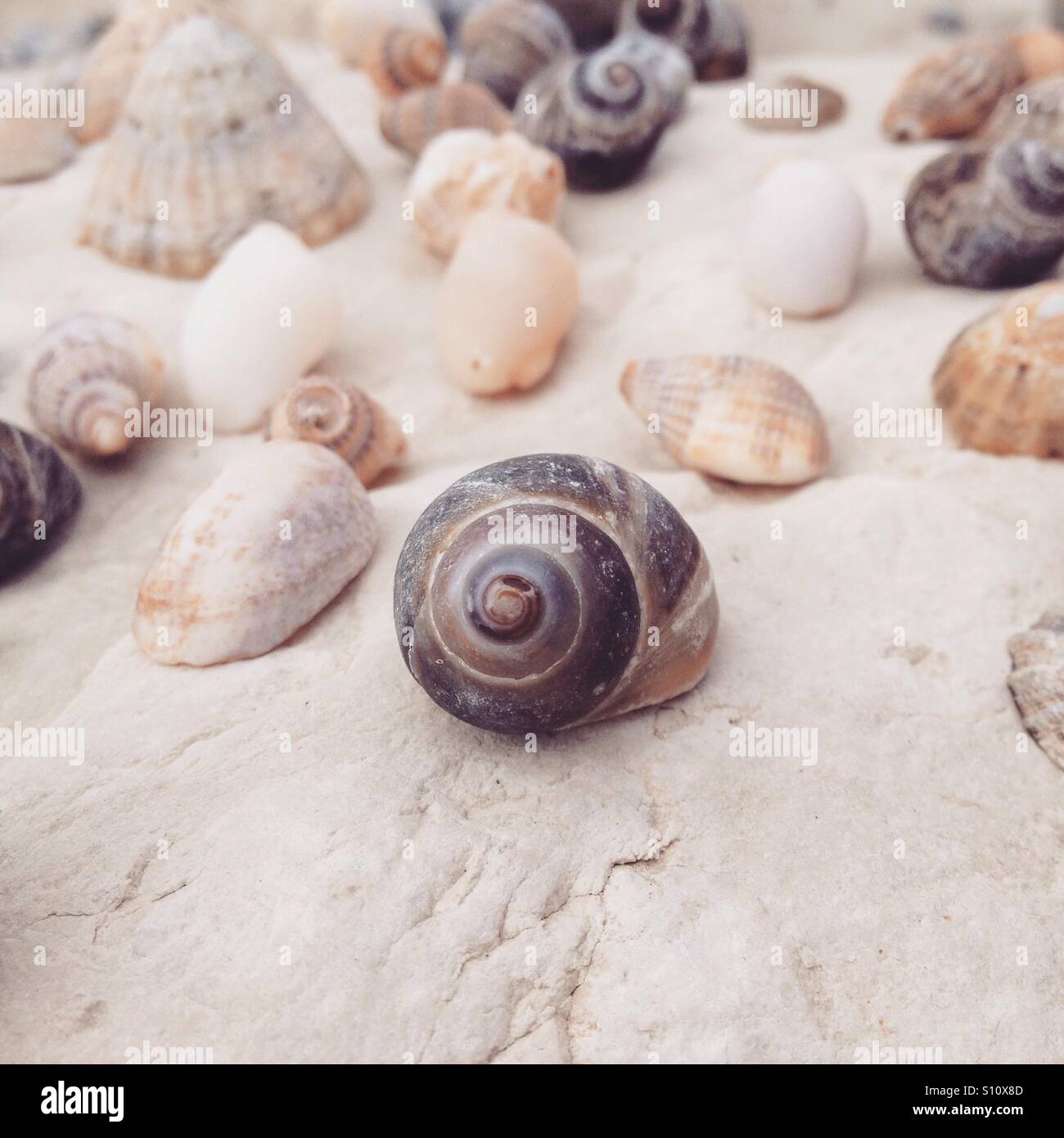 Small shells hi-res stock photography and images - Alamy