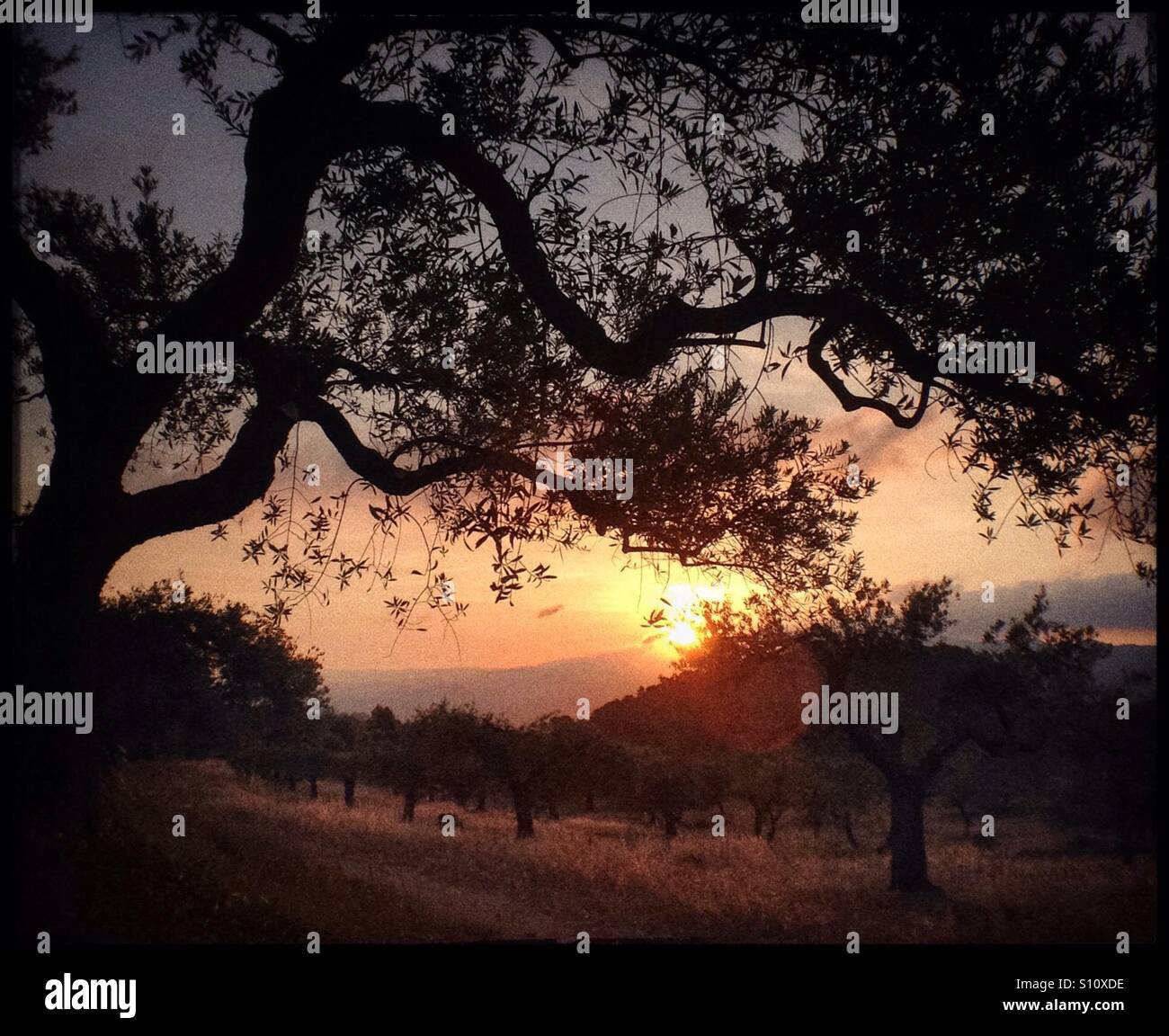 The seasonal pruning of olive trees, Catalonia, Spain Stock Photo - Alamy