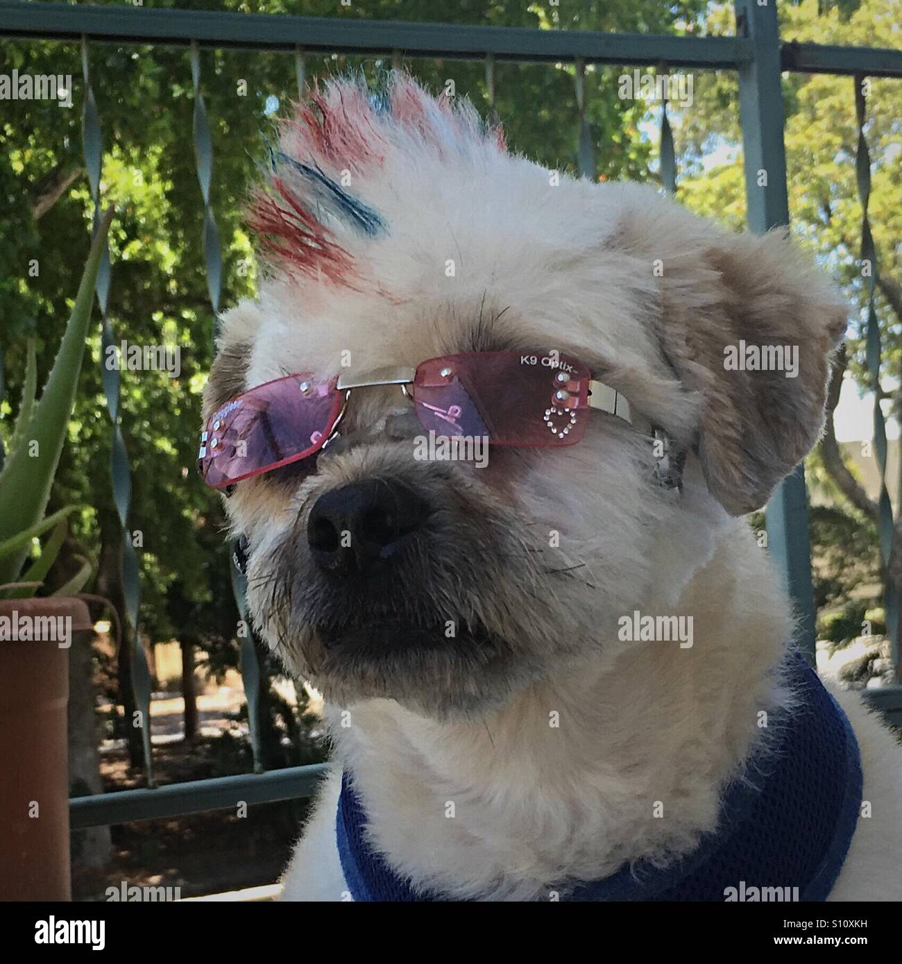 Dog the "cool kid" glancing around the park Stock Photo - Alamy