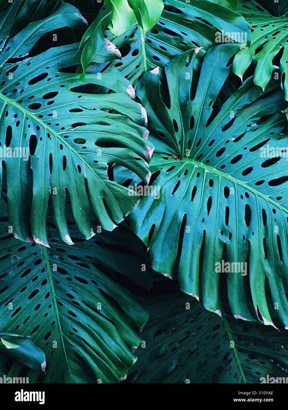 Jungle leaves hi-res stock photography and images - Alamy