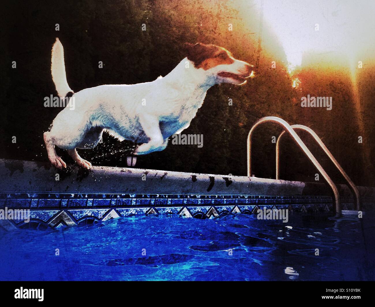Wet dog jumping into a swimming pool on a hot late afternoon ...