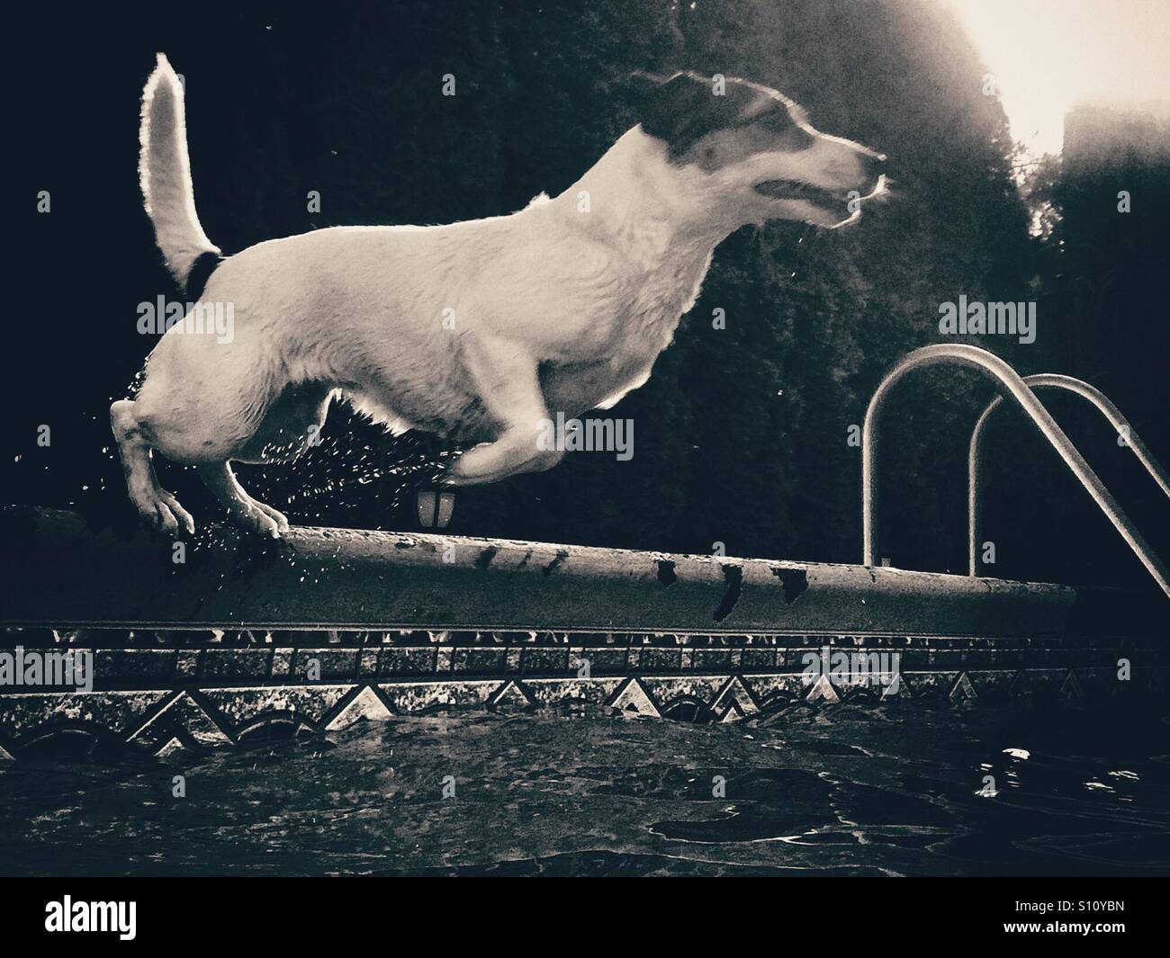 Wet dog jumping into a swimming pool. Action shot. In black and white ...
