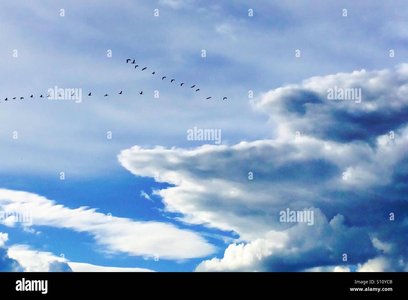 Group of birds hi-res stock photography and images - Alamy