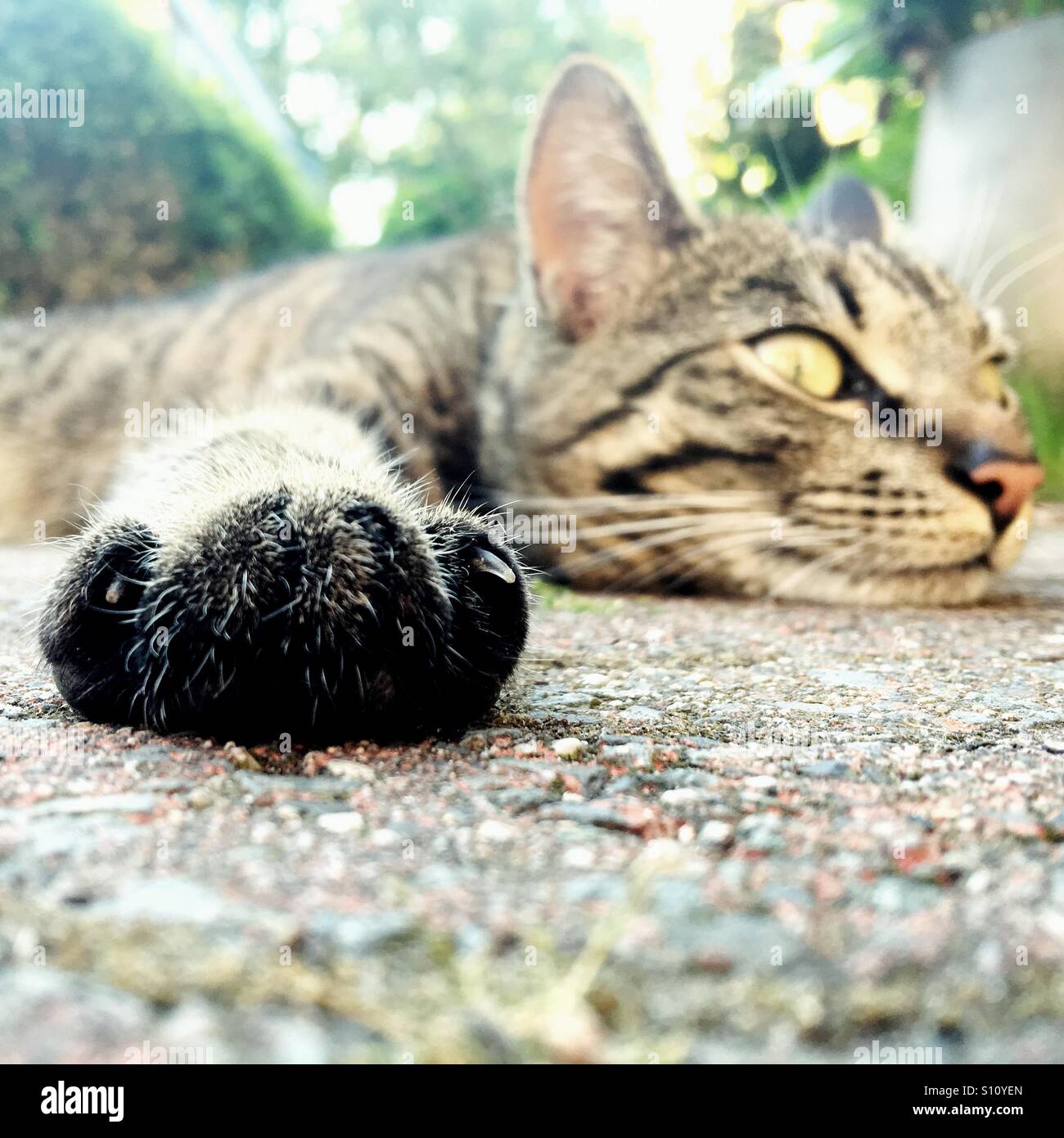 Cats pawn hi-res stock photography and images - Alamy