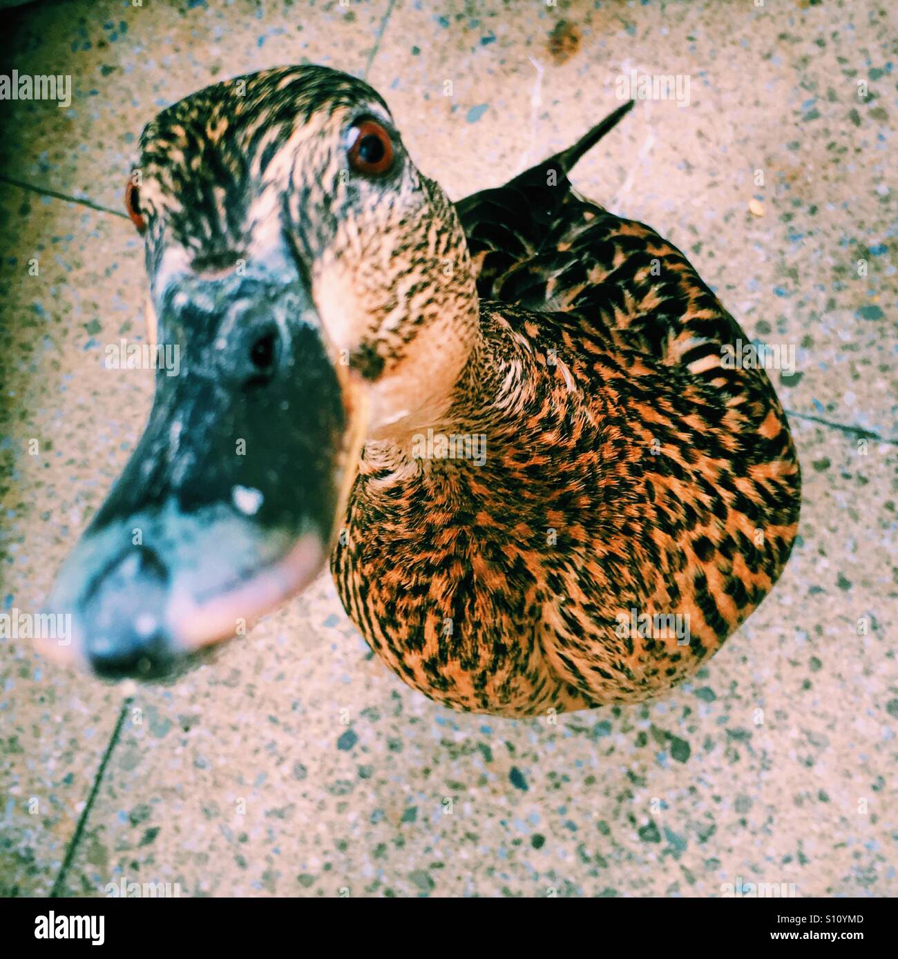 Close bird hi-res stock photography and images - Alamy