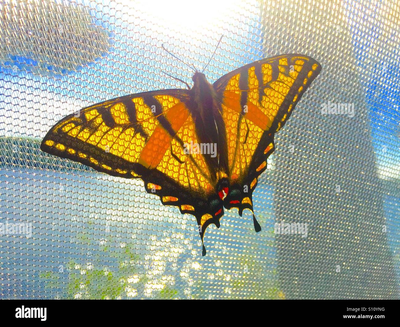 Screen house hi-res stock photography and images - Alamy