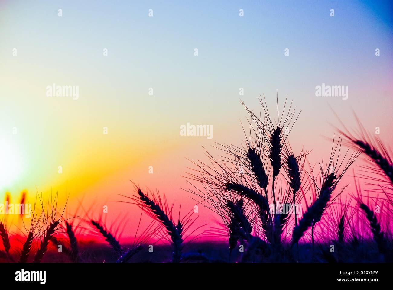 Kansas Wheat High Resolution Stock Photography and Images - Alamy