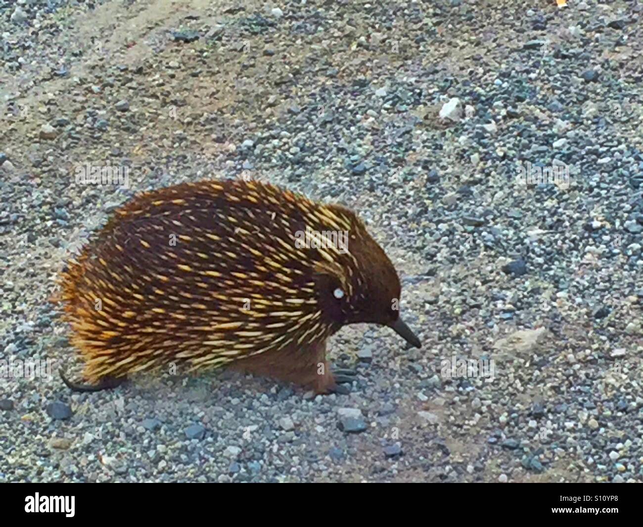 Achidna hi-res stock photography and images - Alamy