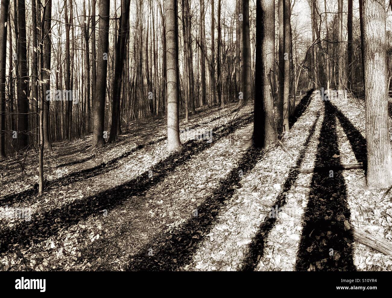 Creepy Forest Stock Photos & Creepy Forest Stock Images - Alamy