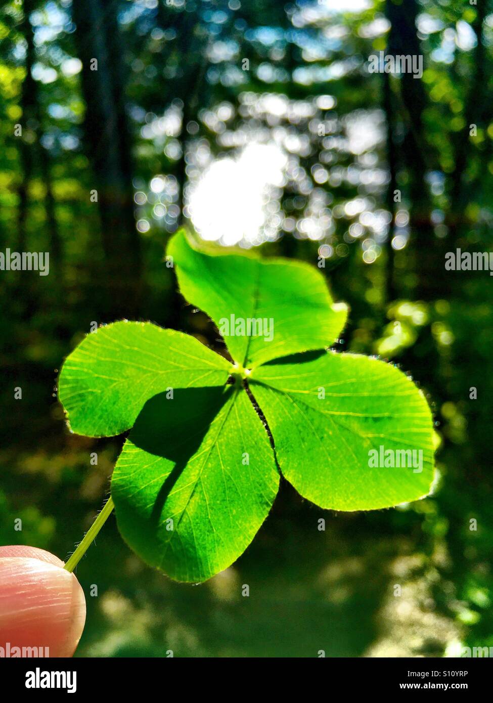 Four leafed clover hi-res stock photography and images - Alamy