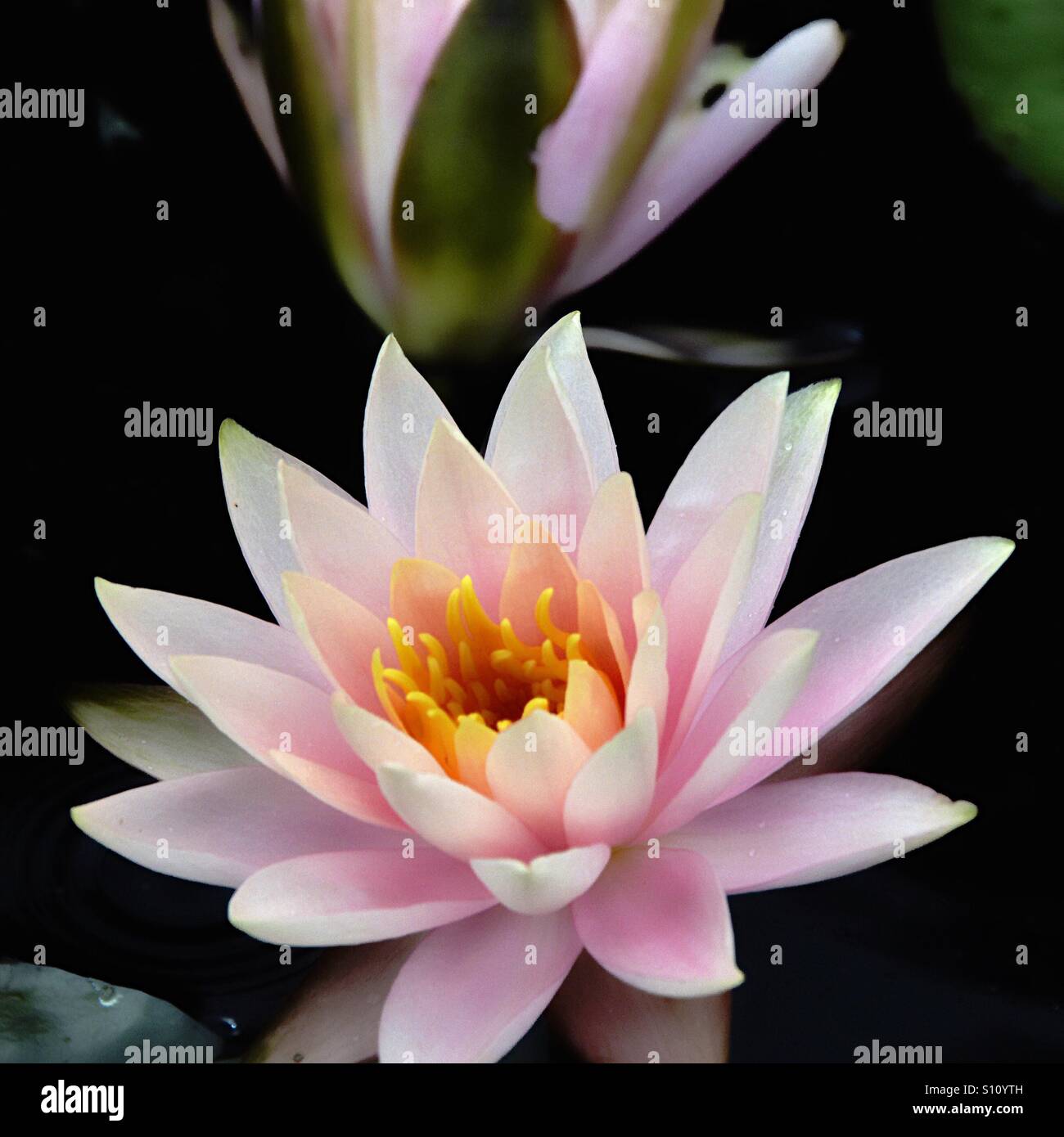 Pink water lilies Stock Photo - Alamy