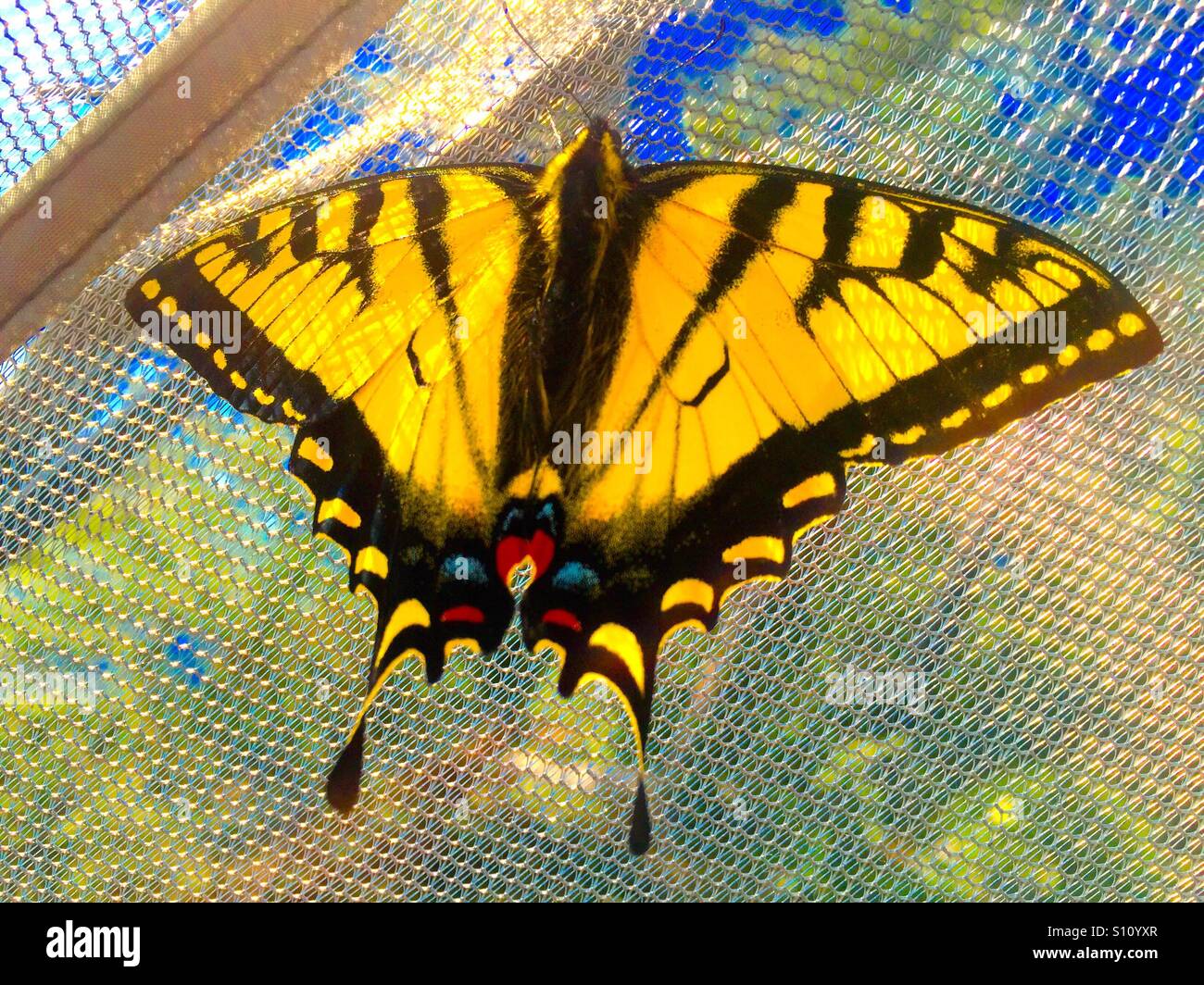 Butterfly lake hi-res stock photography and images - Alamy