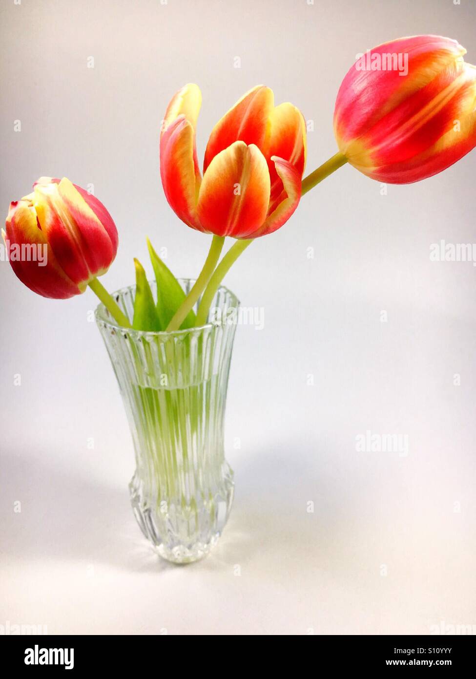 Two tone tulips Stock Photo - Alamy