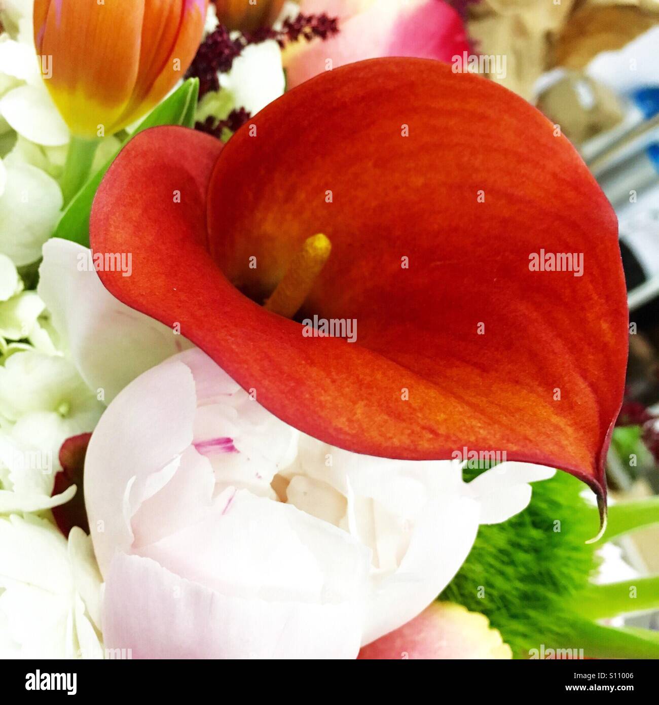 Calla lily peony hi-res stock photography and images - Alamy