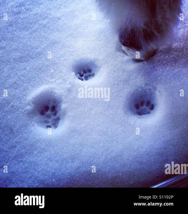 Paw Prints in the Snow, British Columbia, Canada Stock Photo - Alamy