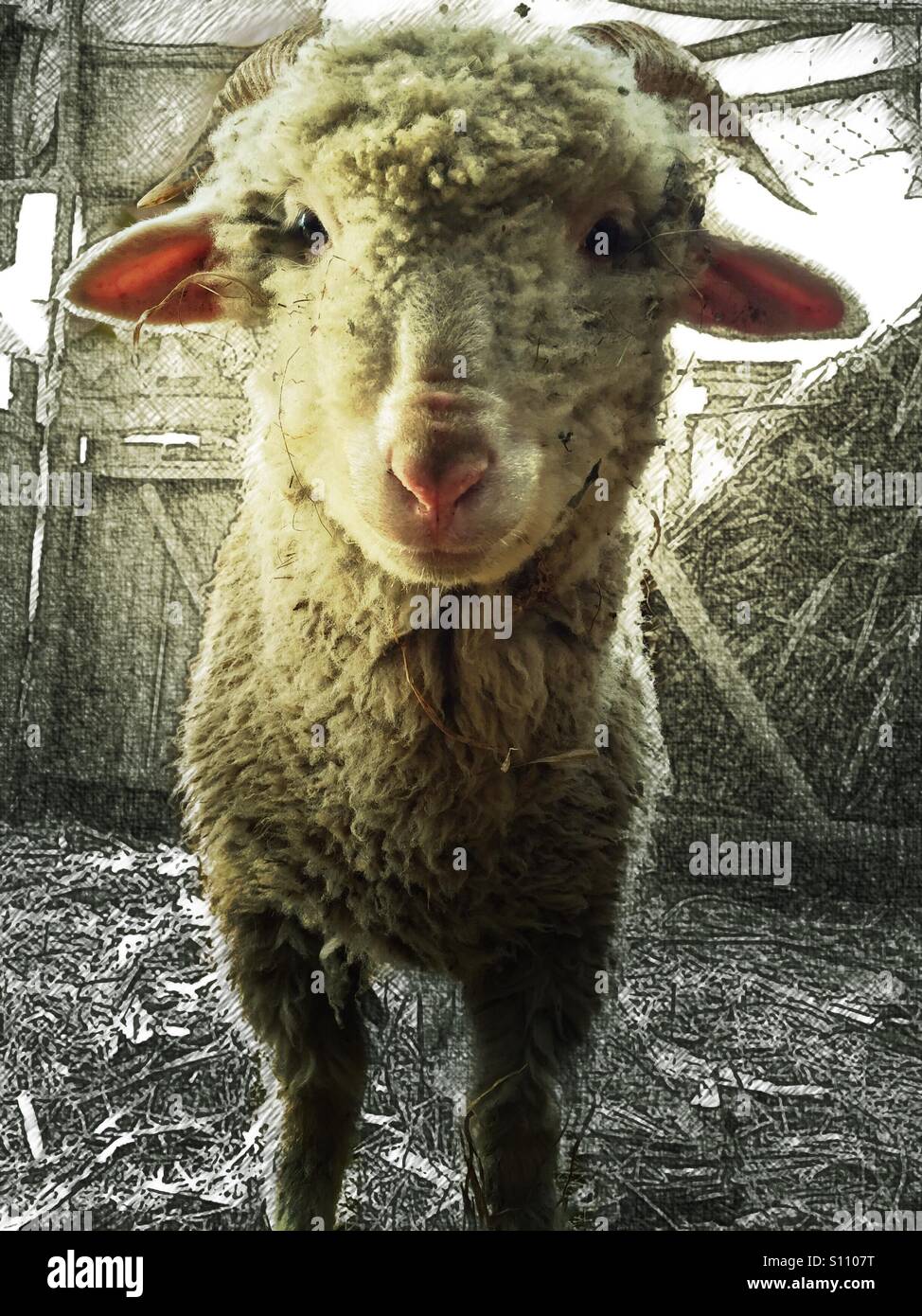 Baby ram hi-res stock photography and images - Alamy