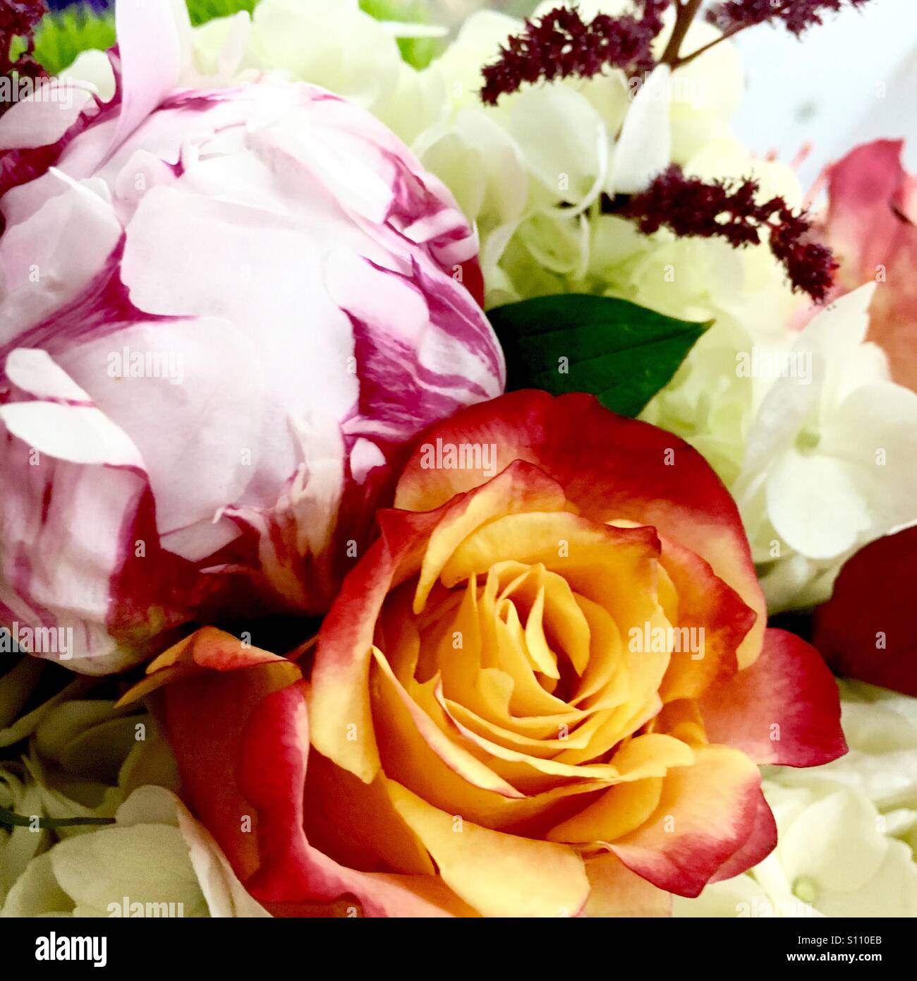 Esperanza rose and peony Stock Photo - Alamy