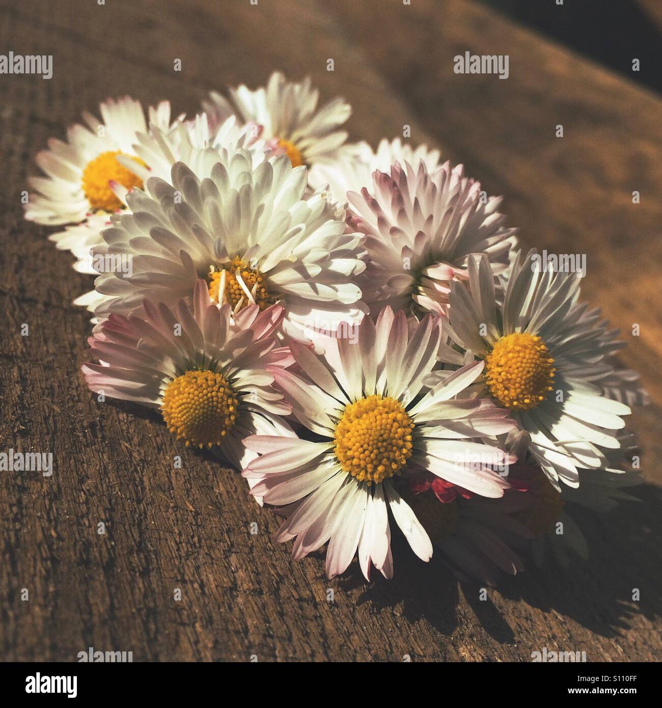 Bunch of daisies hi-res stock photography and images - Alamy