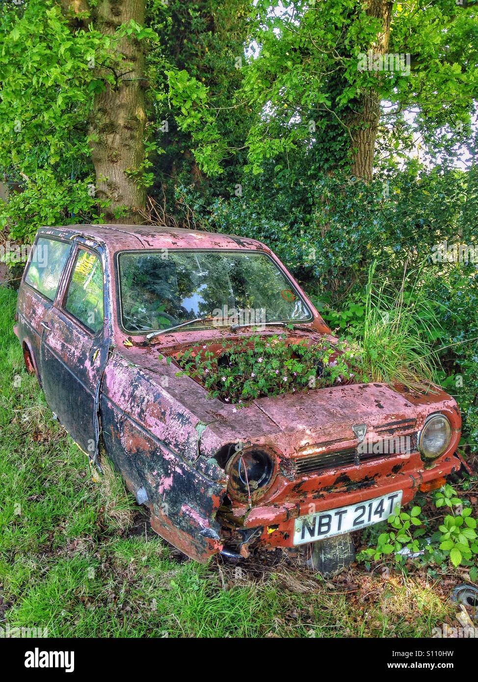 Old Robin Reliant car overgrown with plants, Sussex, UK Stock Photo - Alamy
