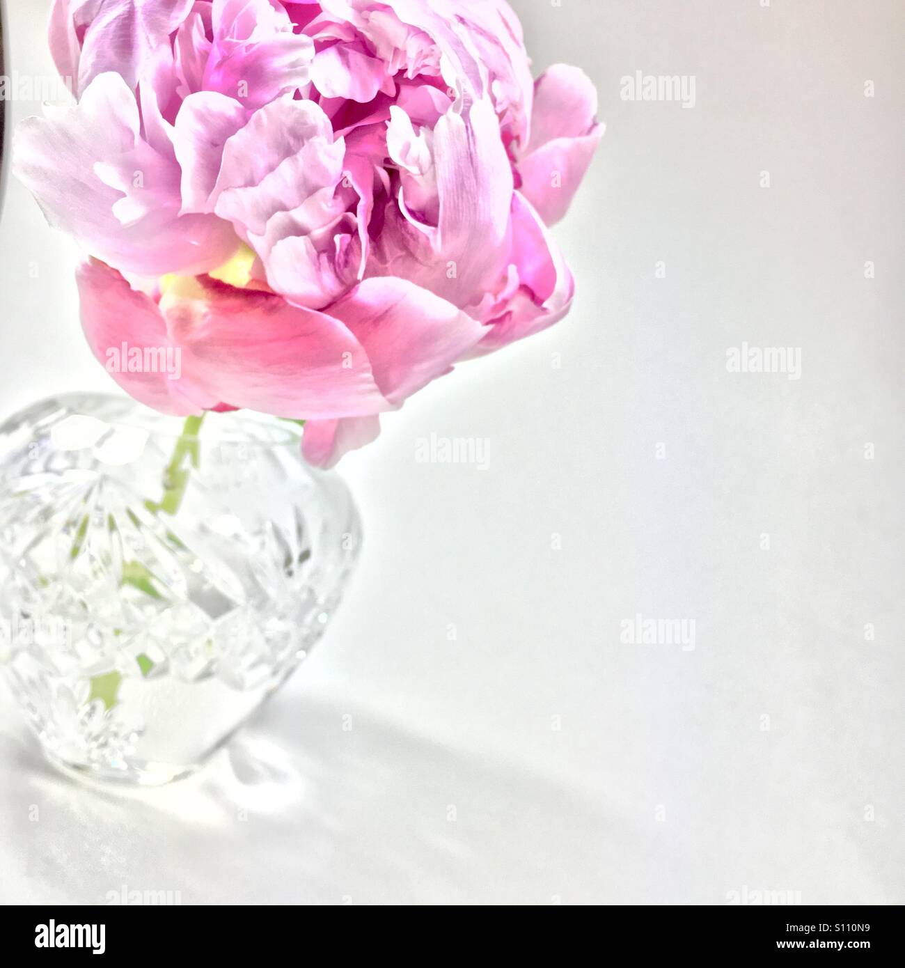 Peony in vase Stock Photo - Alamy