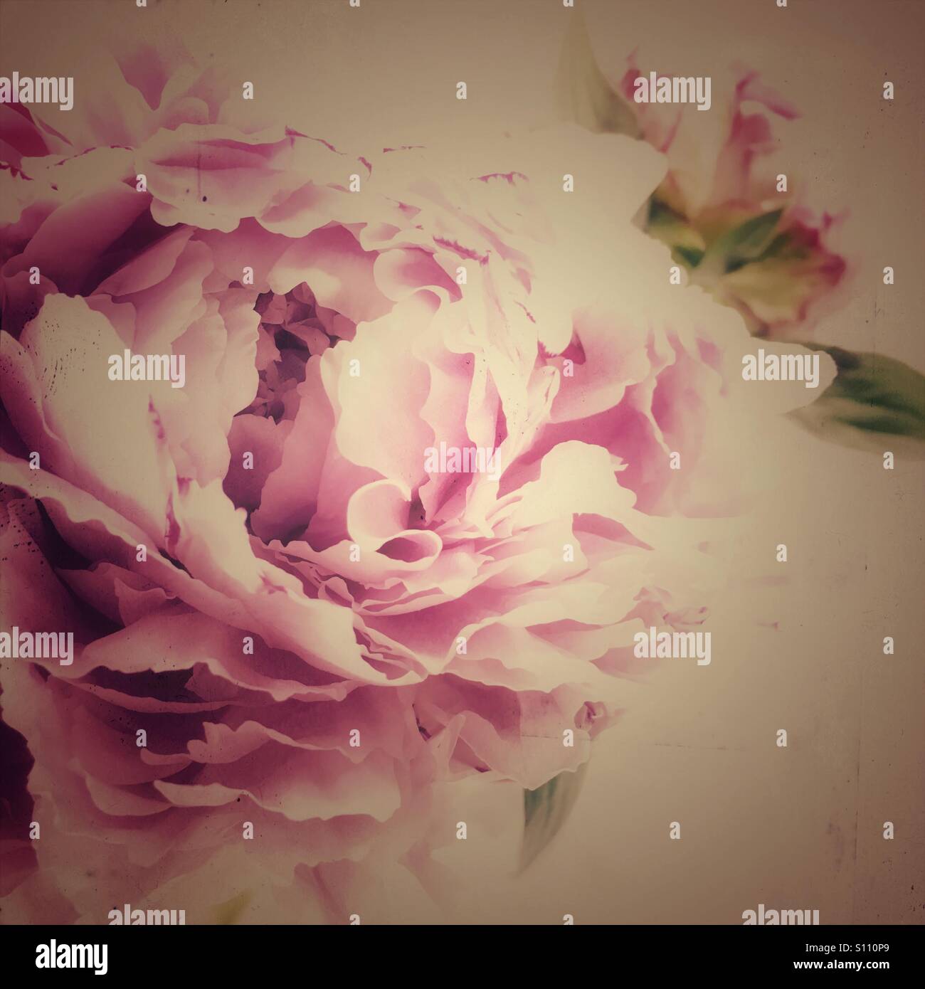 Peony cut out hi-res stock photography and images - Alamy