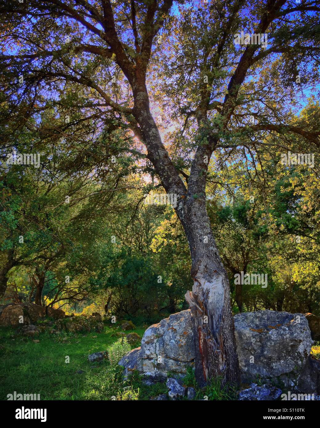 Broken tree top hi-res stock photography and images - Alamy