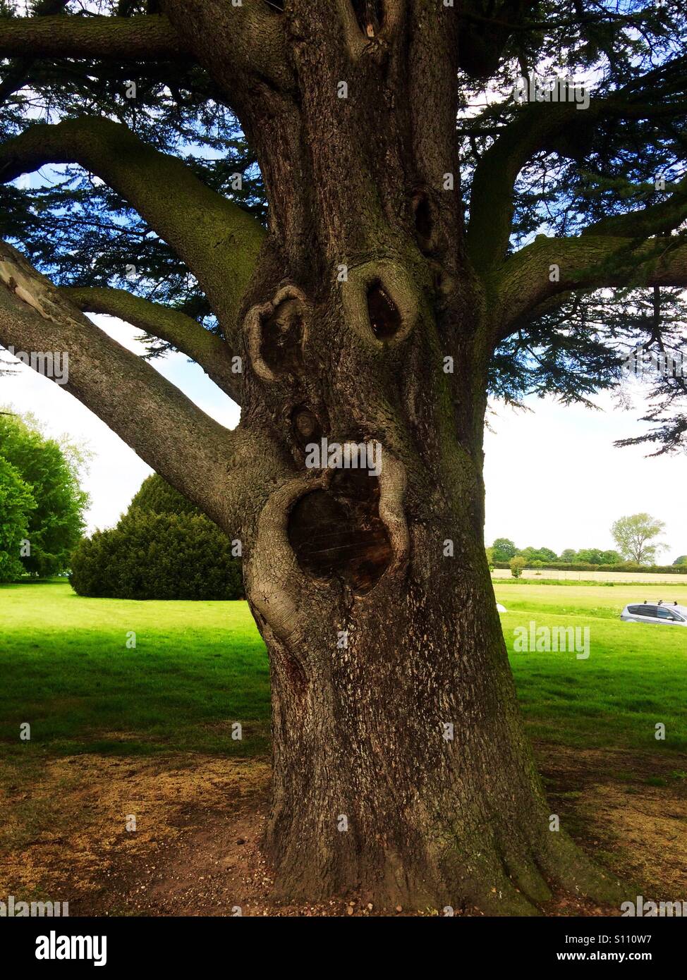 Scary tree hi-res stock photography and images - Alamy
