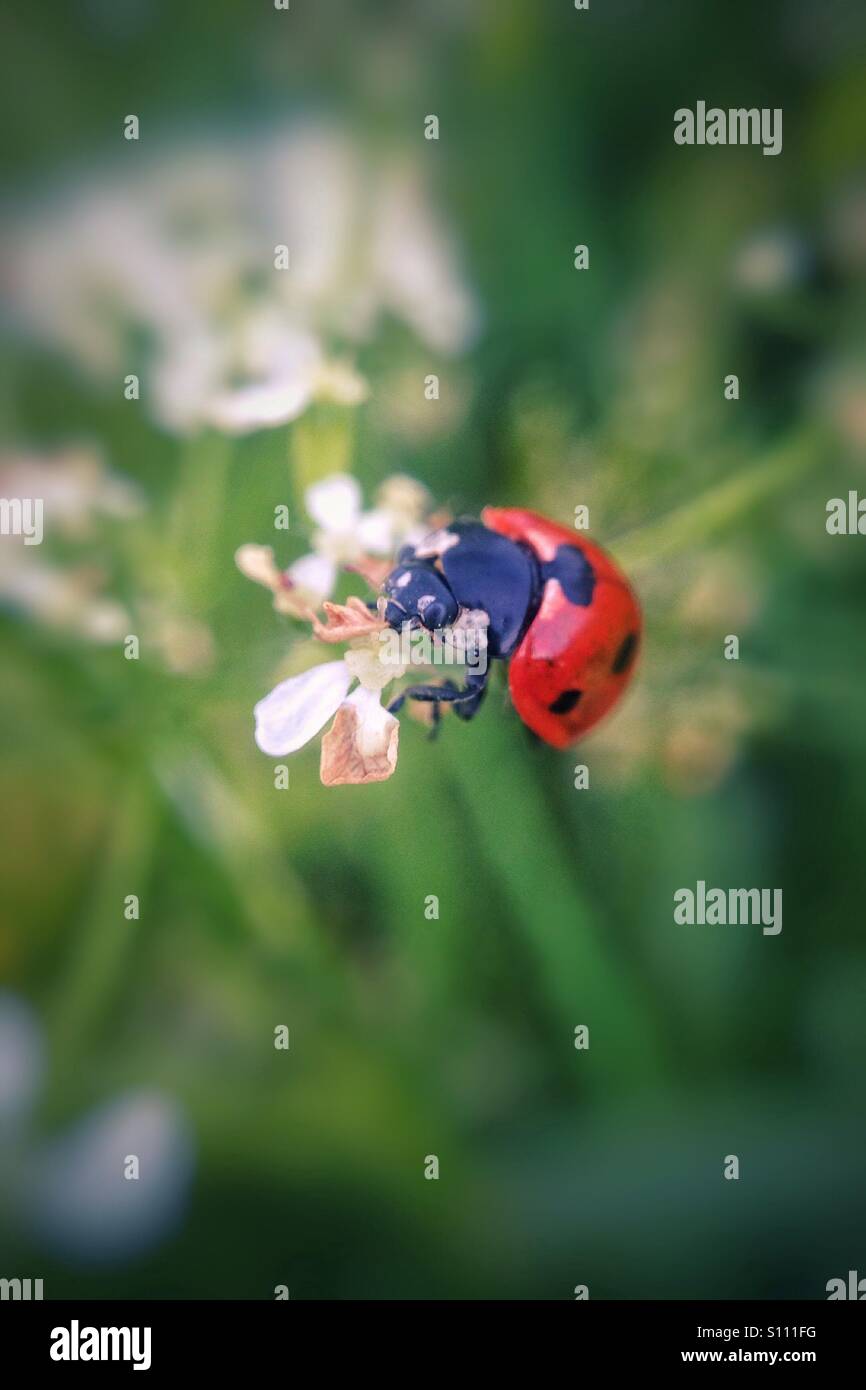 White lady wildlife hi-res stock photography and images - Alamy