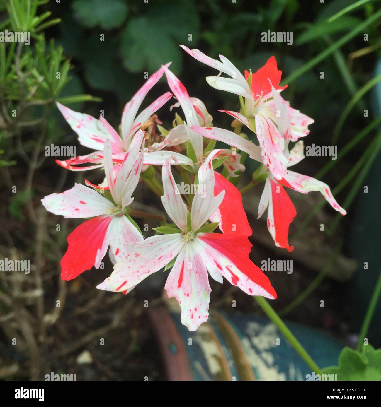 Red and white flowers in garden Stock Photo - Alamy